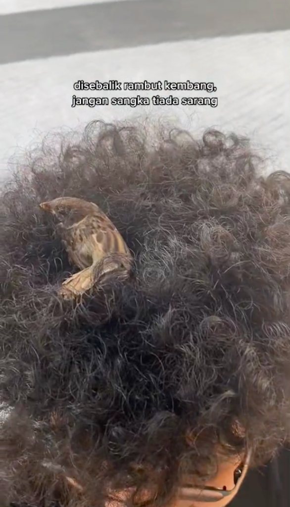 Rambut afro disangka sarang, burung selamba 'sewa' atas kepala raih ...