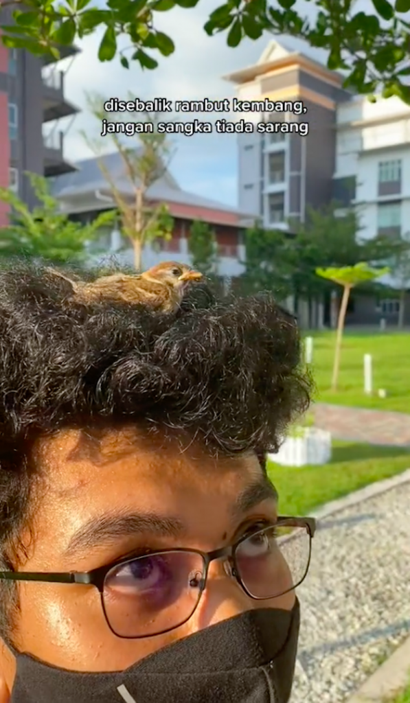 Rambut afro disangka sarang, burung selamba 'sewa' atas kepala raih ...