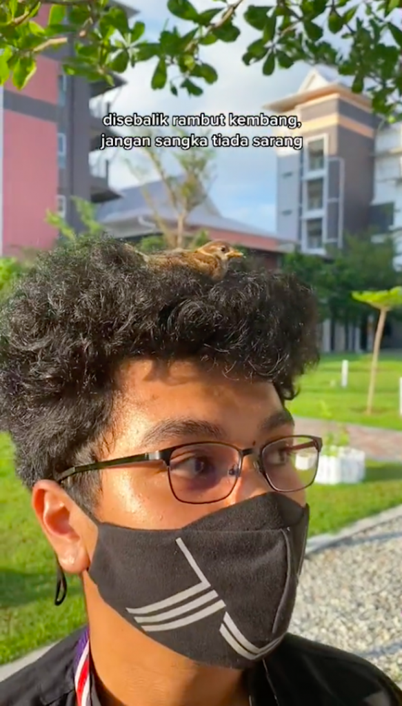 Rambut afro disangka sarang, burung selamba 'sewa' atas kepala raih ...