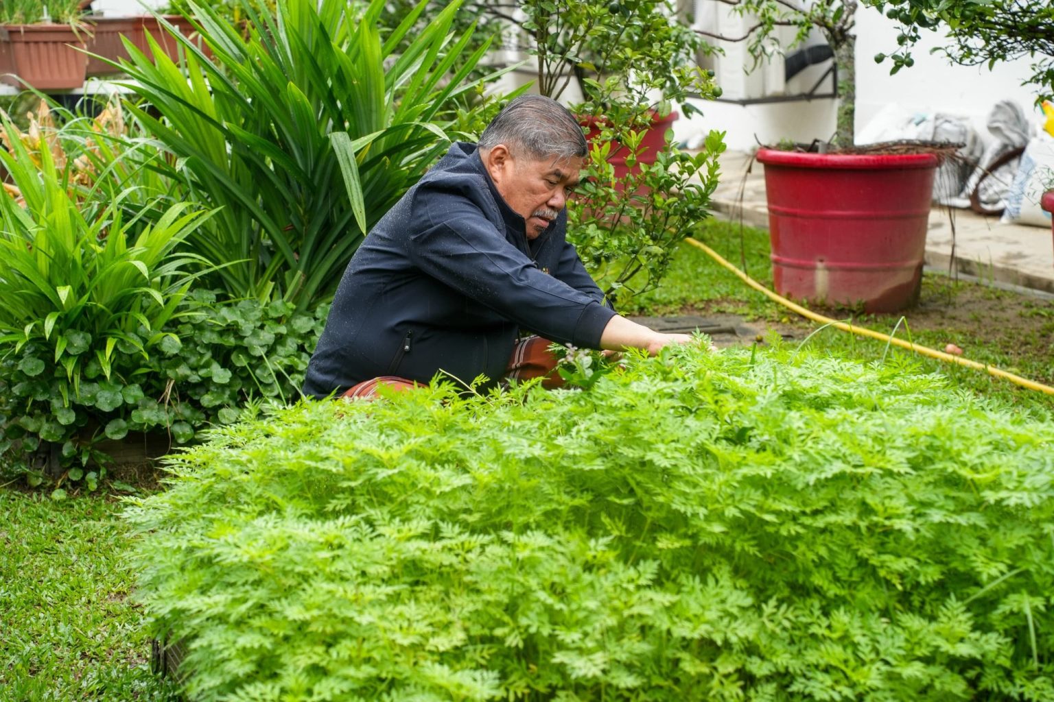 Mat Sabu buktikan tanaman di sekitar rumah boleh jadi sumber rezeki